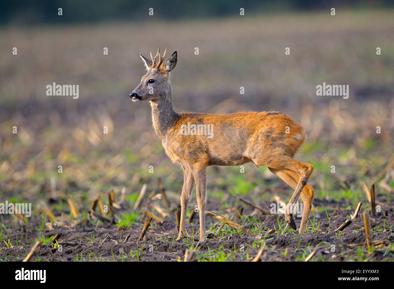 roe deer (Capreolus capreolus), young roe buck standing on a harvested ...