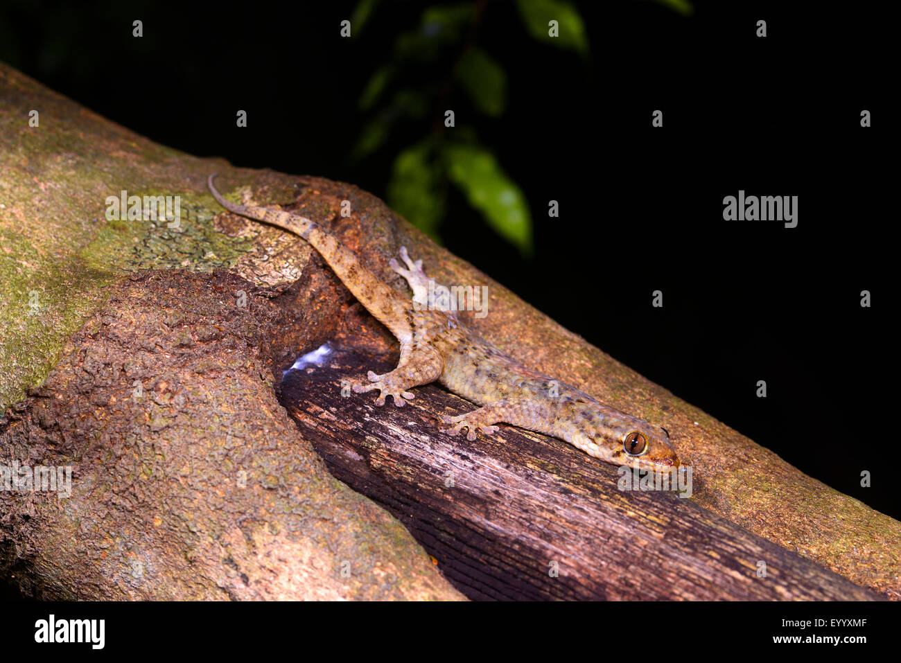 Large-scaled geckos, Fish-scale Gecko (Geckolepis spec.), at a tree ...