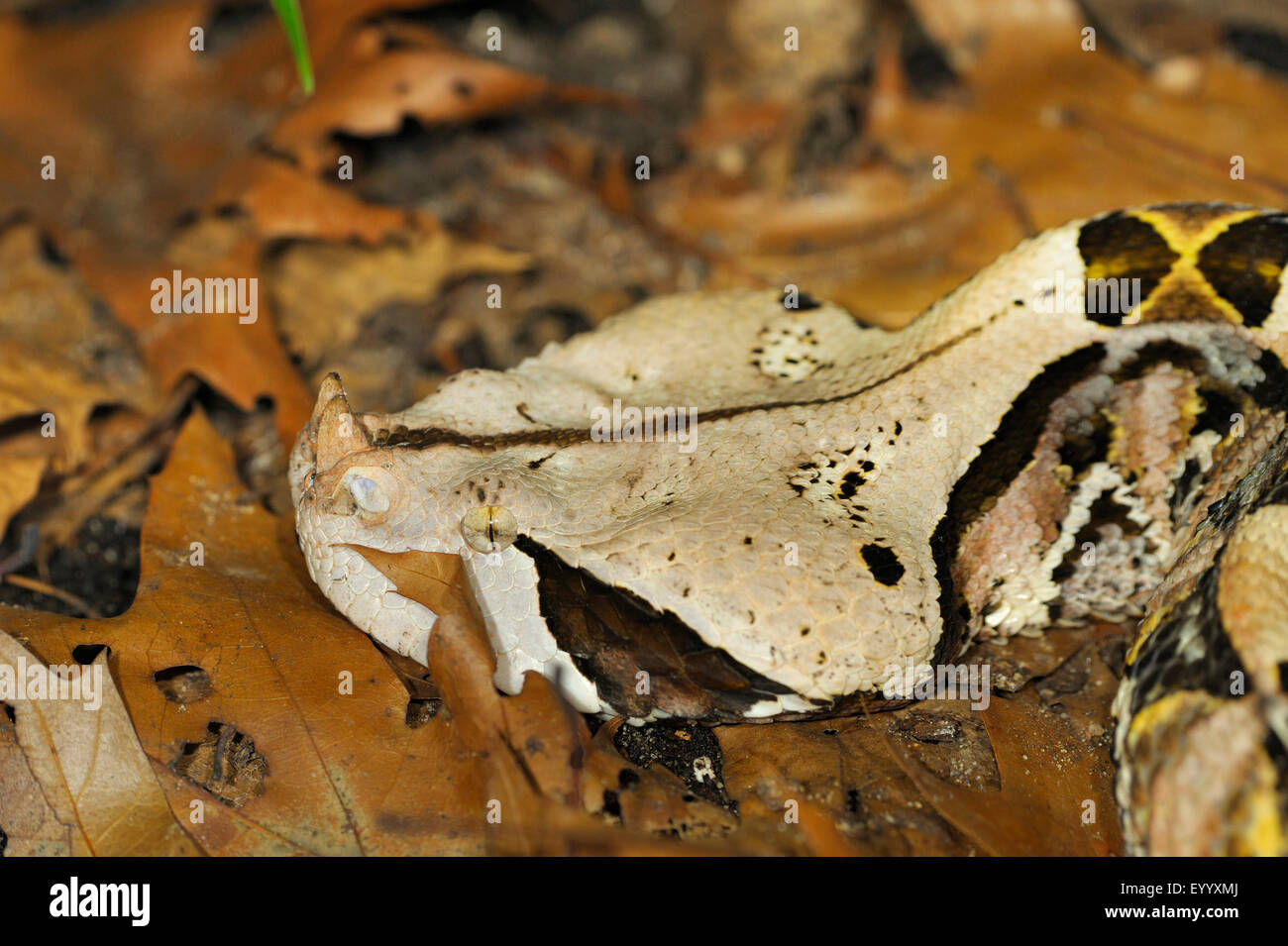 Gaboon viper (Bitis gabonica rhinoceros, Bitis rhinoceros), portrait ...