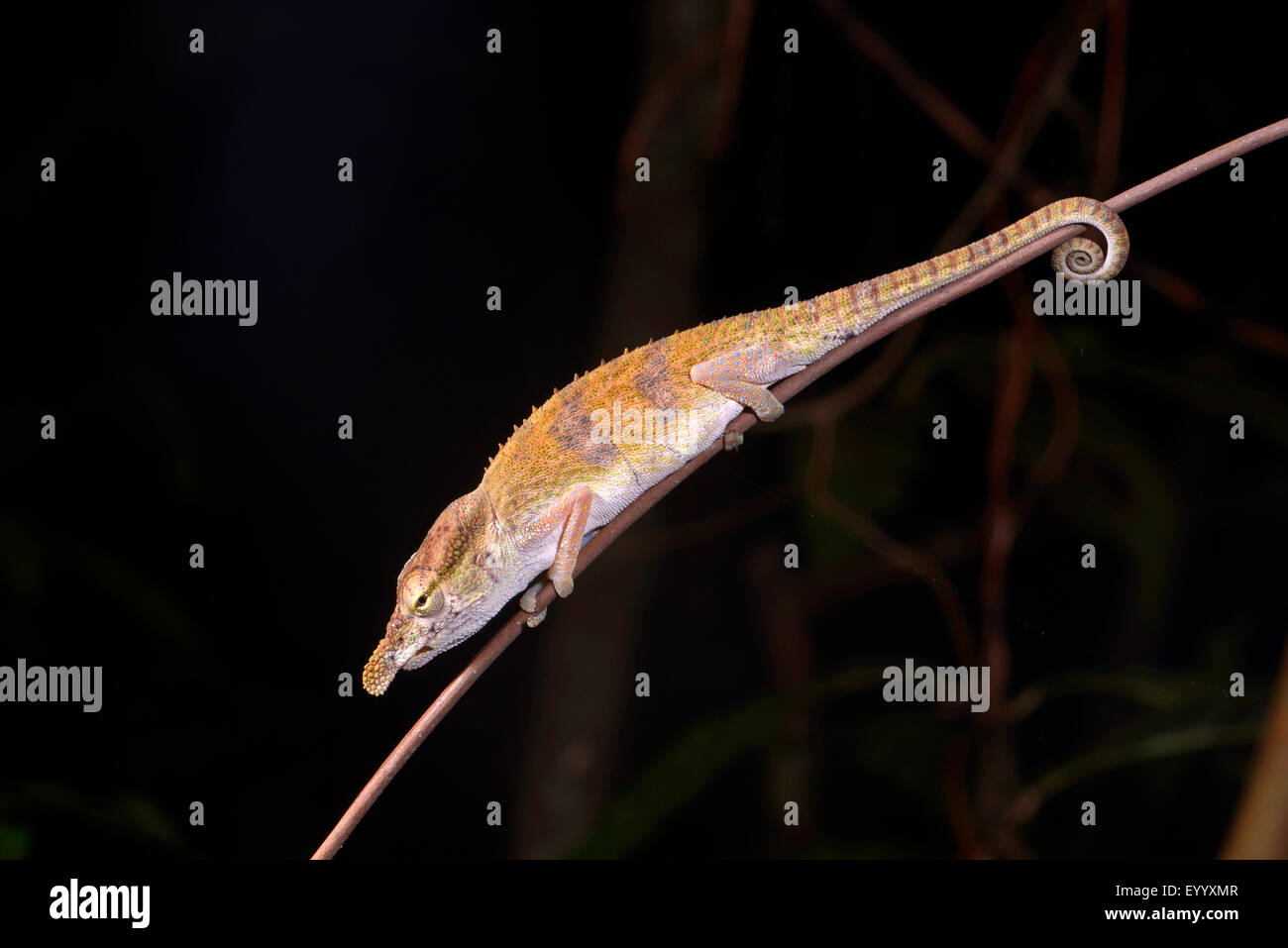 Blue-nosed Chameleon (Calumma boettgeri), resting, Madagascar, Nosy Be ...