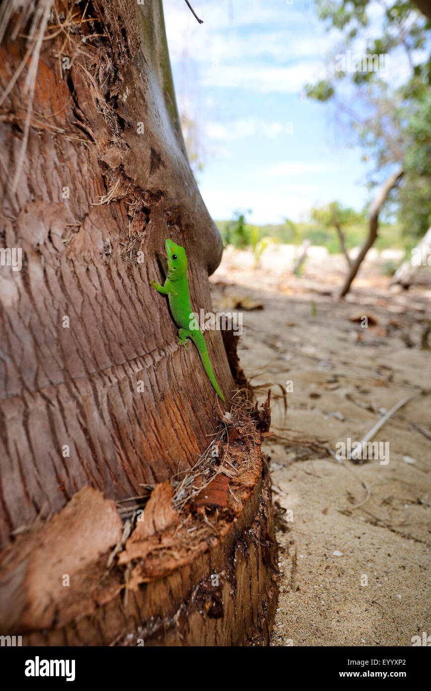 madagascar giant day gecko (Phelsuma madagascariensis grandis, Phelsuma ...