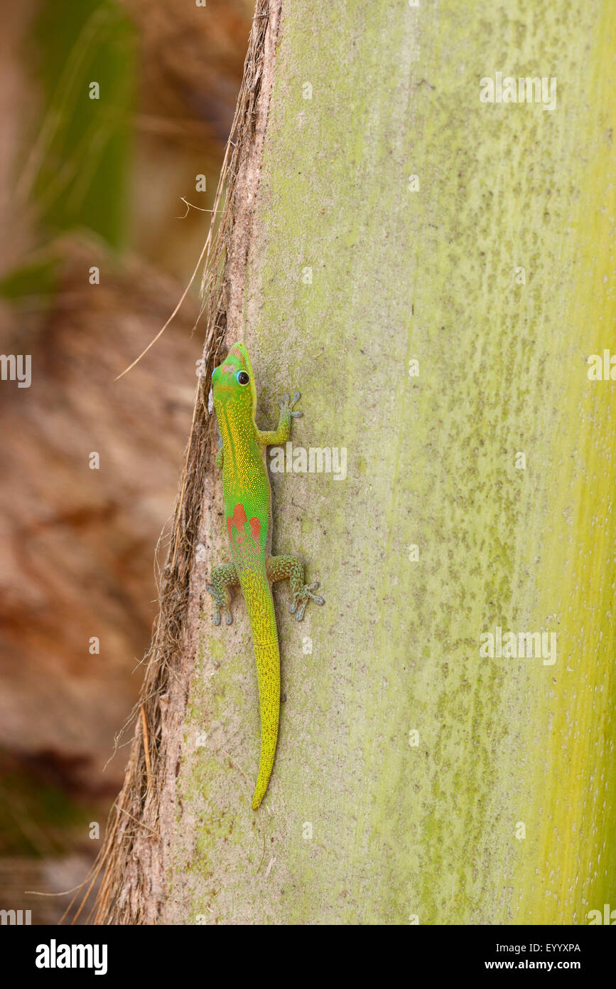 Palm tree gecko hi-res stock photography and images - Alamy