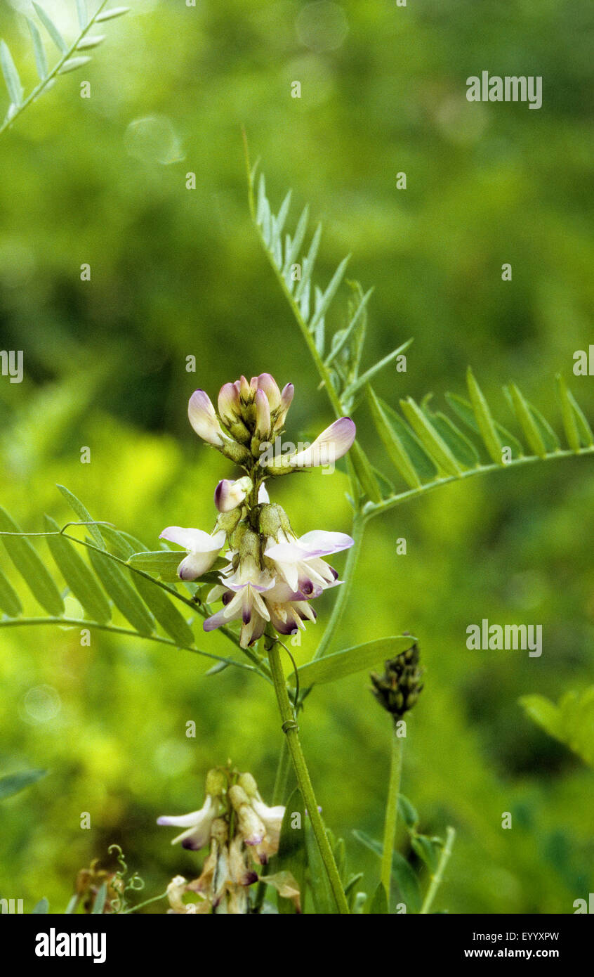 Alpine plants hi-res stock photography and images - Alamy