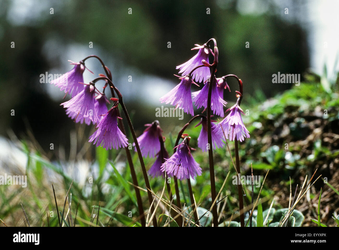 Alpine snowbell hi-res stock photography and images - Alamy