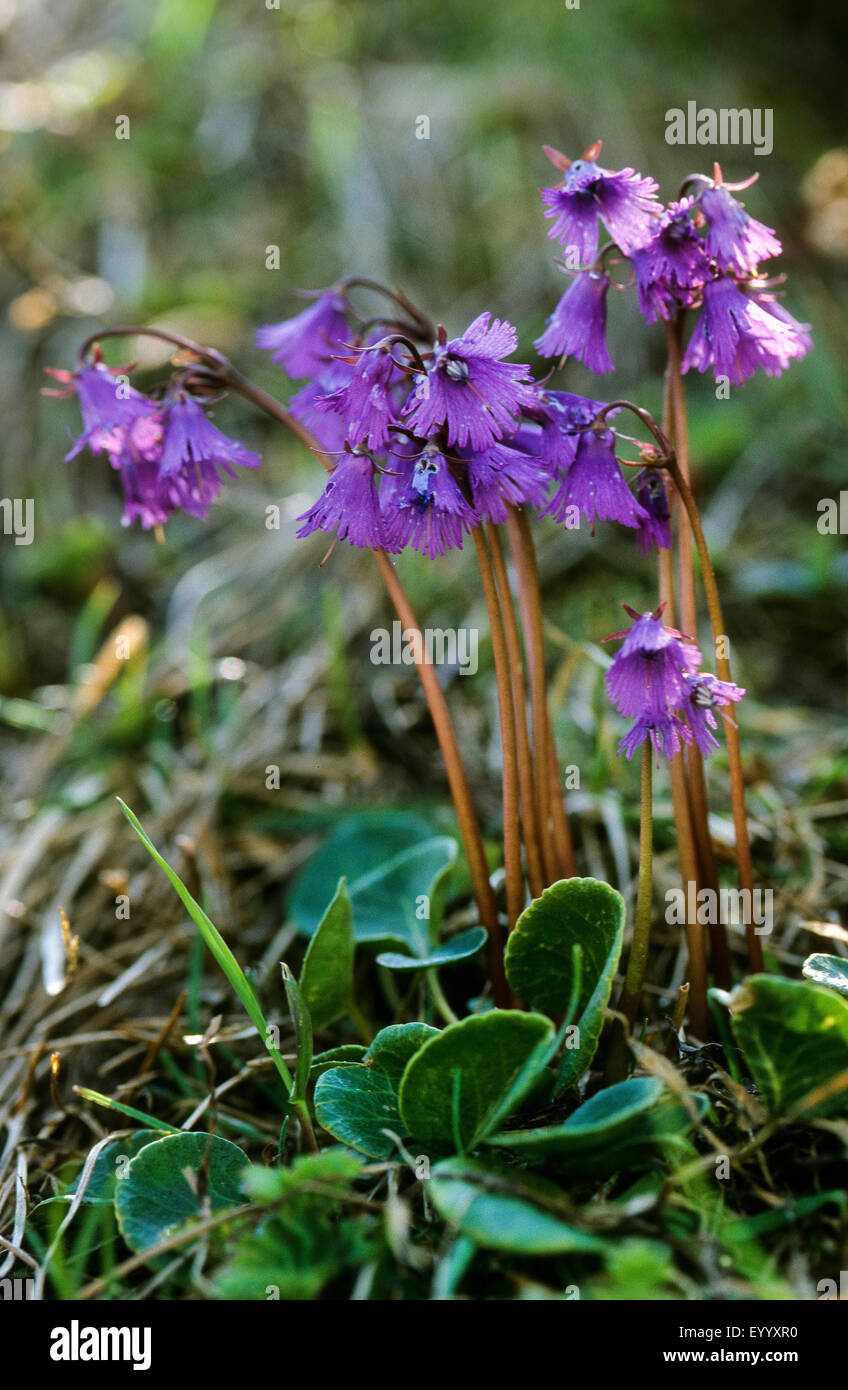 alpine snowbell, moonwort (Soldanella alpina), blooming, Germany Stock ...