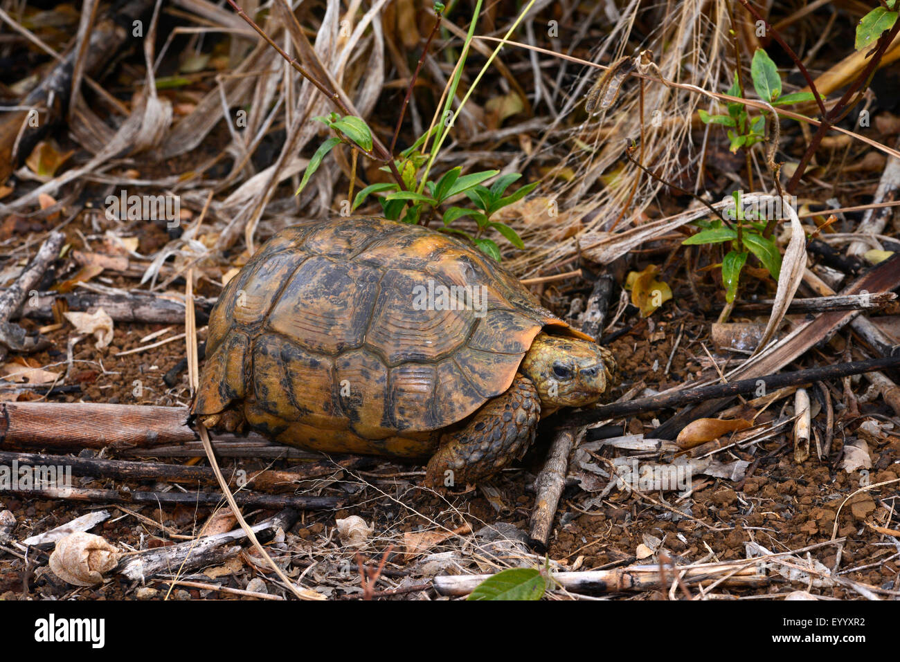 Bell's hingeback tortoise (Kinixys belliana), on the ground, Madagascar ...