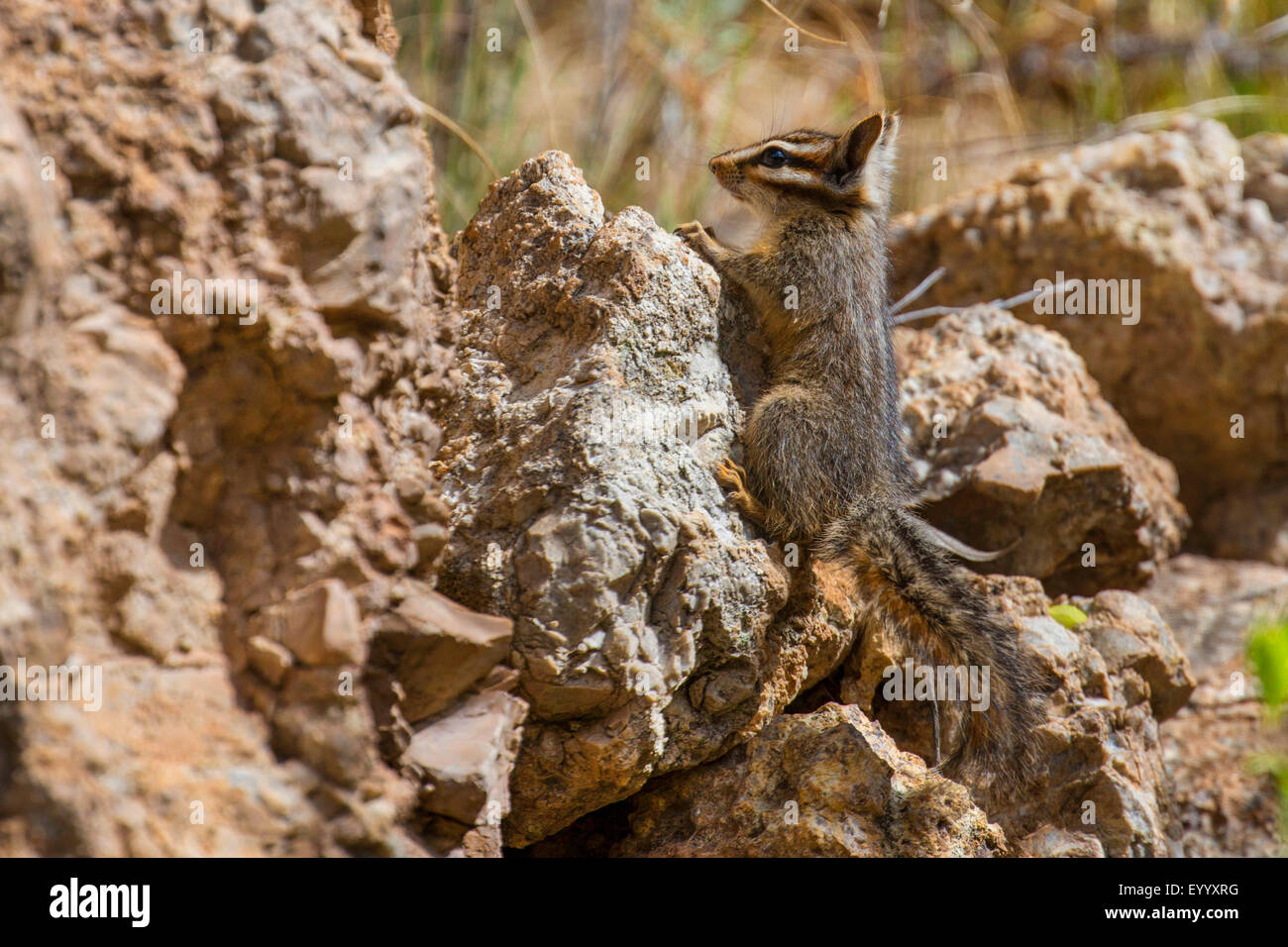 Cliff chipmunk (Tamias dorsalis), climbs on rocks, USA, Arizona, Boyce ...