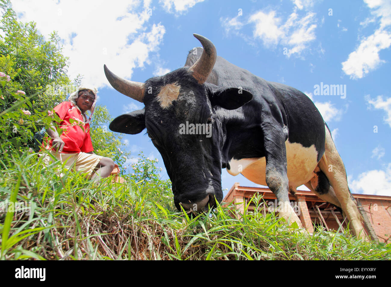 Brahman Or Brahma A Breed Of Zebu Cattle High Resolution Stock ...
