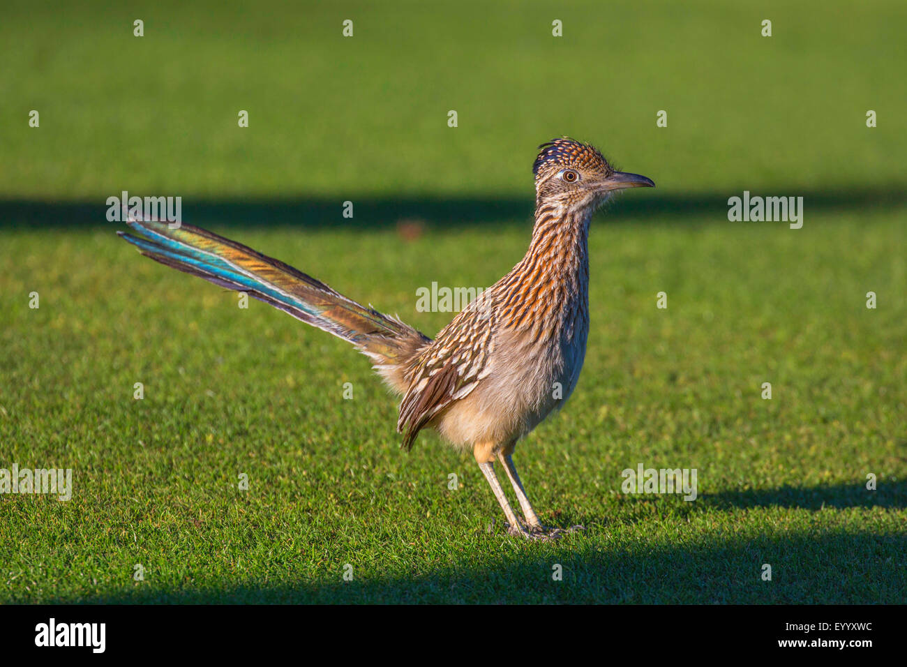 Lesser road-runner (Geococcyx velox), lurking for prey, USA, Arizona ...