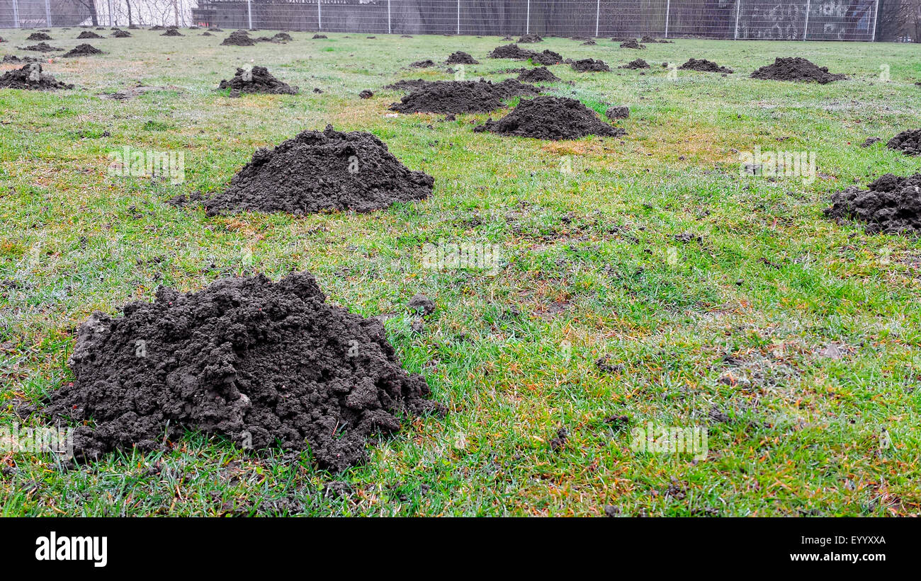 European mole, Common mole, Northern mole (Talpa europaea), many ...