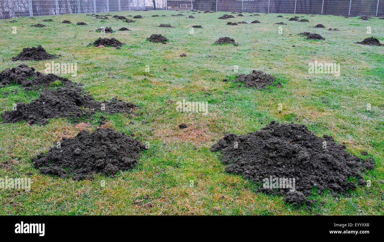 European mole, Common mole, Northern mole (Talpa europaea), many ...