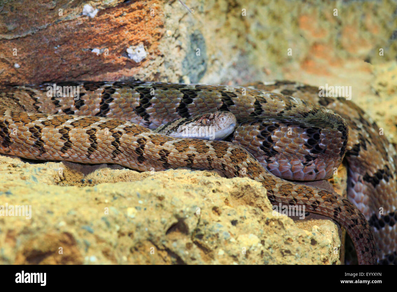 African snakes hi-res stock photography and images - Alamy