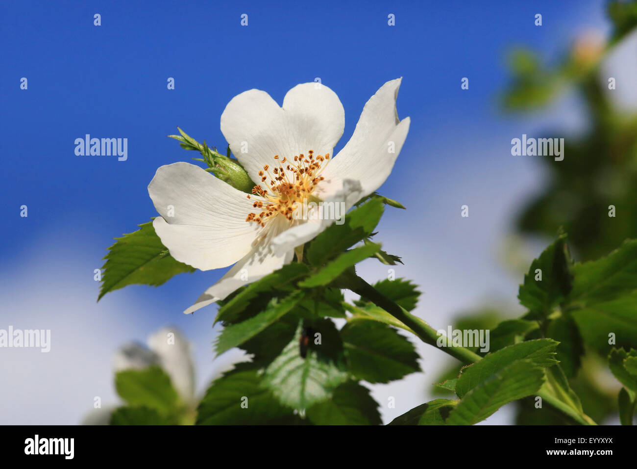Germany rosa canina hi-res stock photography and images - Alamy