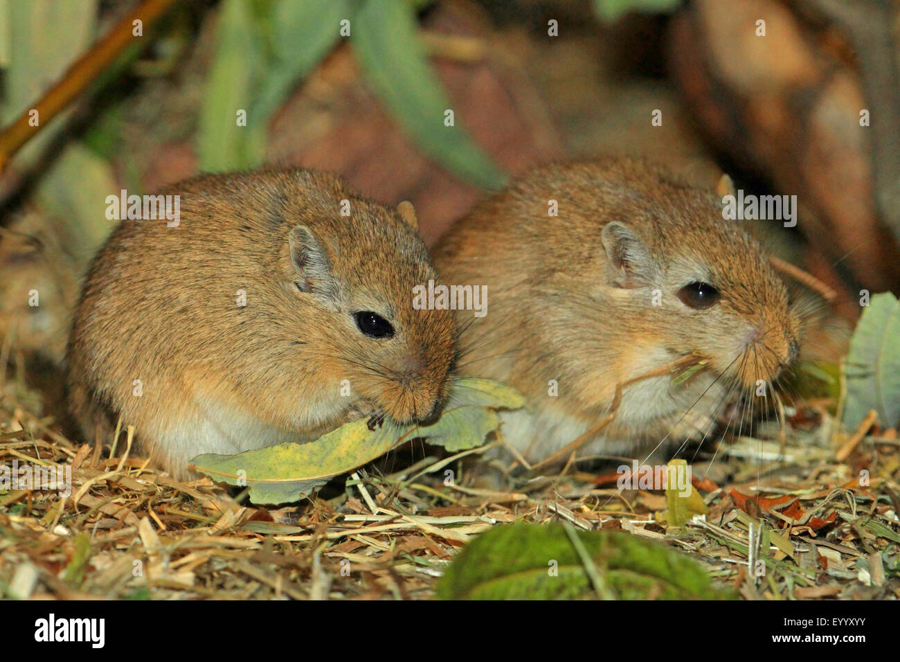 Jirds hi-res stock photography and images - Alamy