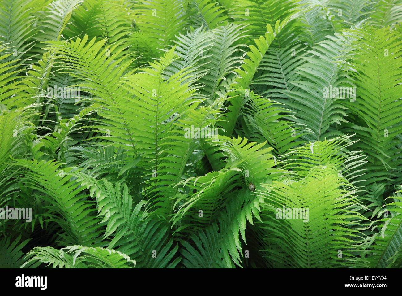 German Ostrich Fern High Resolution Stock Photography and Images - Alamy