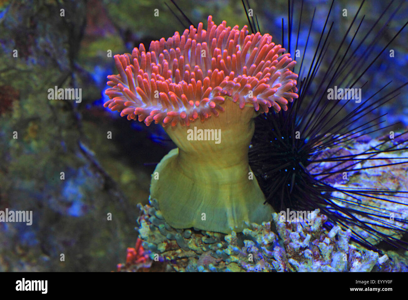 four-colored anemone, bubble-tip anemone, bulb-tip anemone, bulb ...