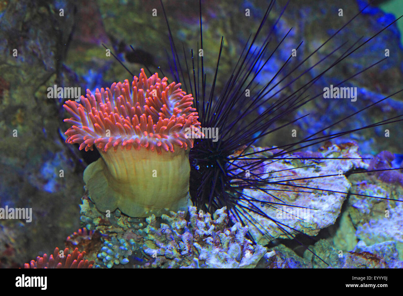 four-colored anemone, bubble-tip anemone, bulb-tip anemone, bulb ...