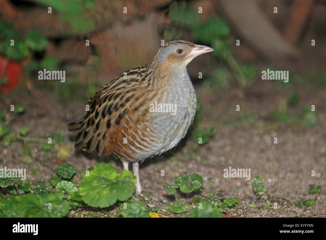 Corncrake hi-res stock photography and images - Alamy