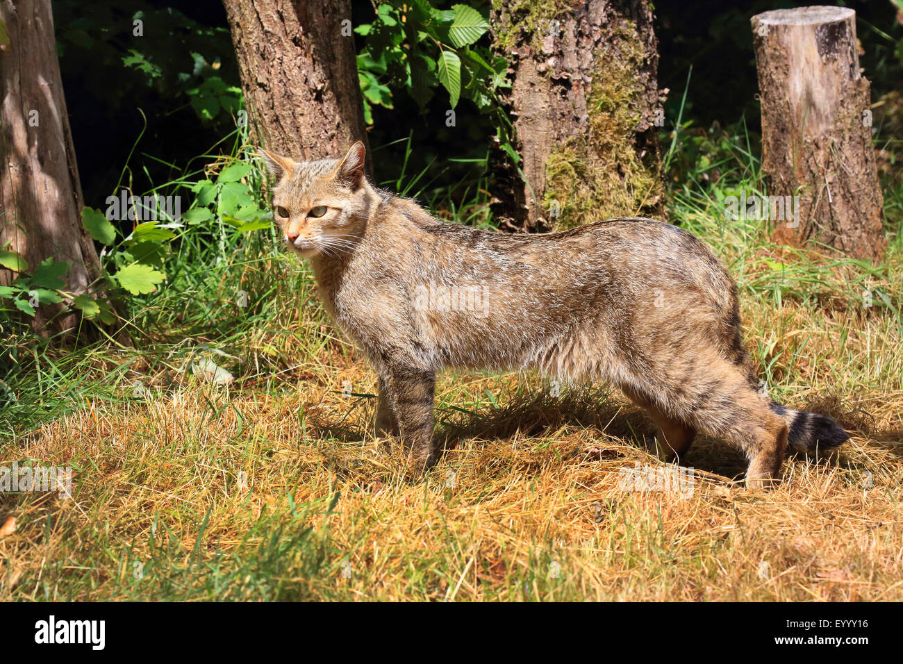 European wildcat, forest wildcat (Felis silvestris silvestris), stands ...