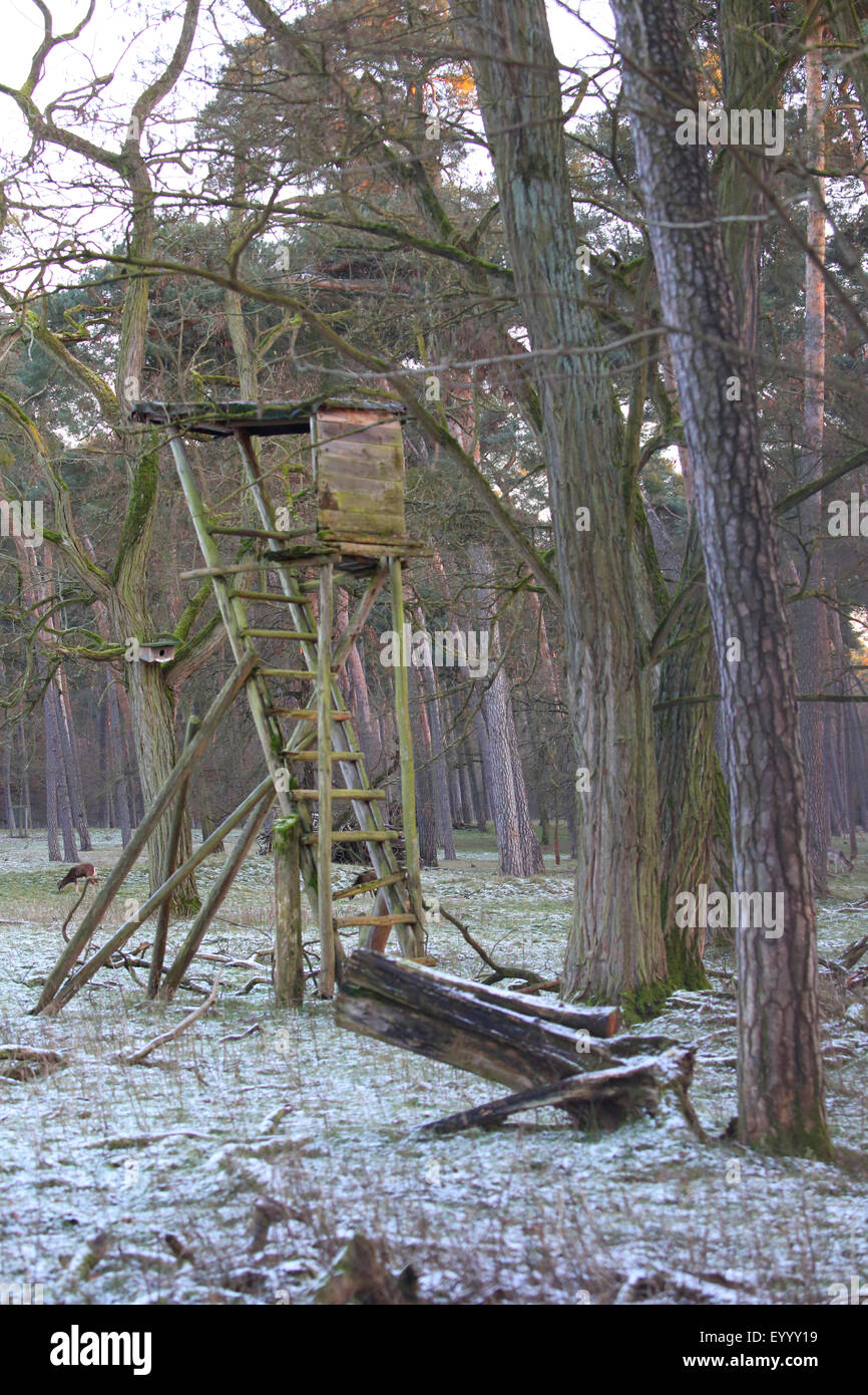 Raised stands hunting in forest hi-res stock photography and images - Alamy