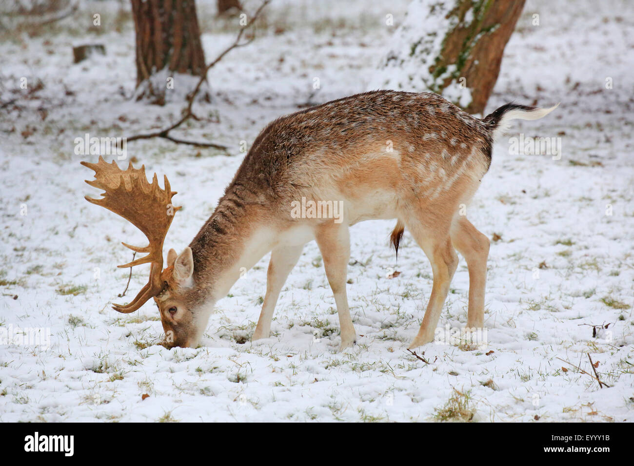 Fallow deer winter hi-res stock photography and images - Alamy