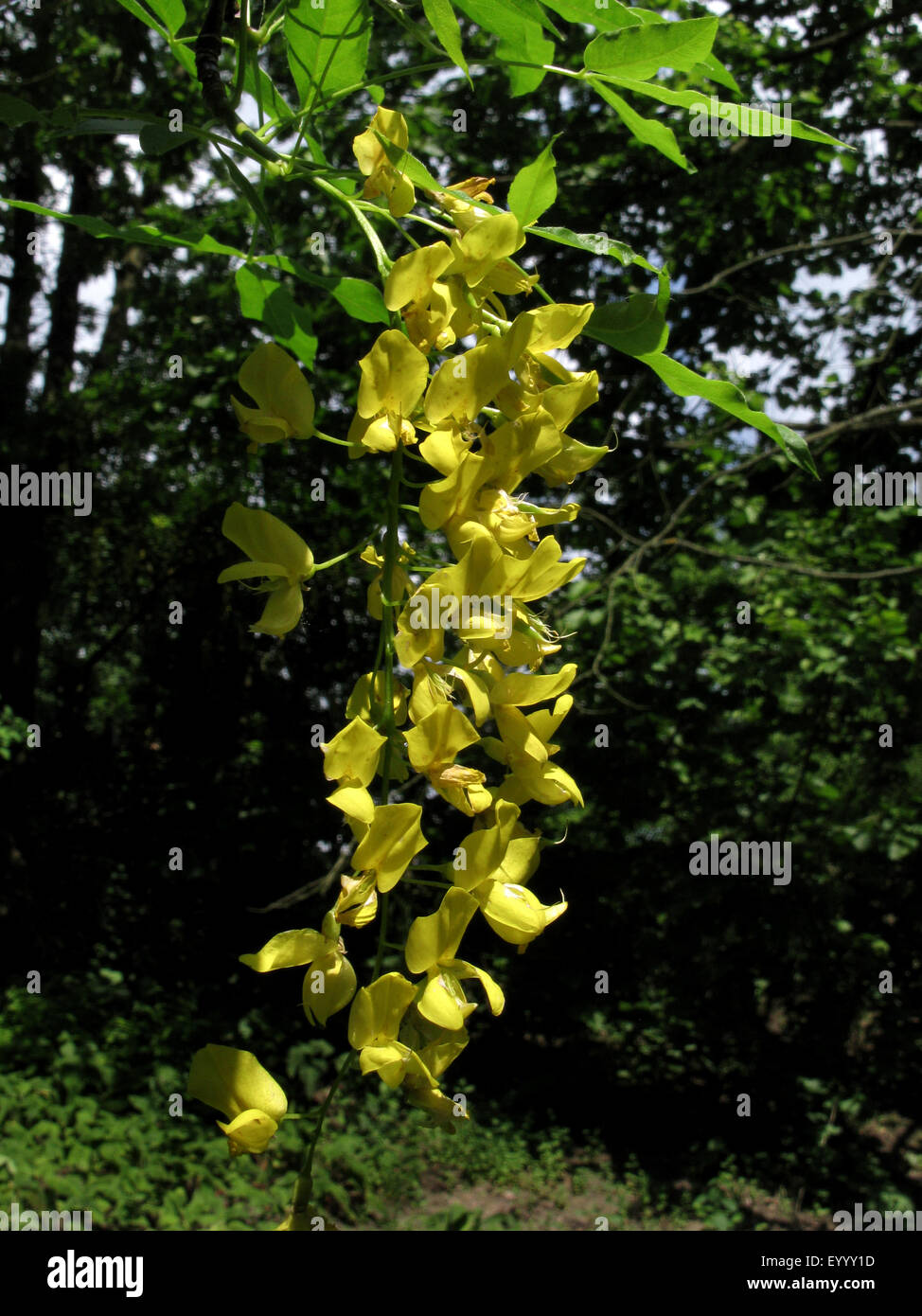 Alpine Laburnum (Laburnum alpinum), inflorescence Stock Photo - Alamy