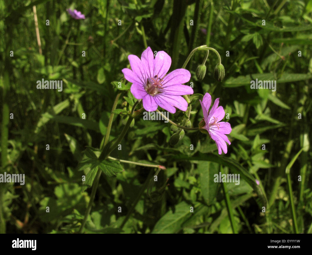 hedgerow cranesbill, Pyrenees cranesbill (Geranium pyrenaicum ...