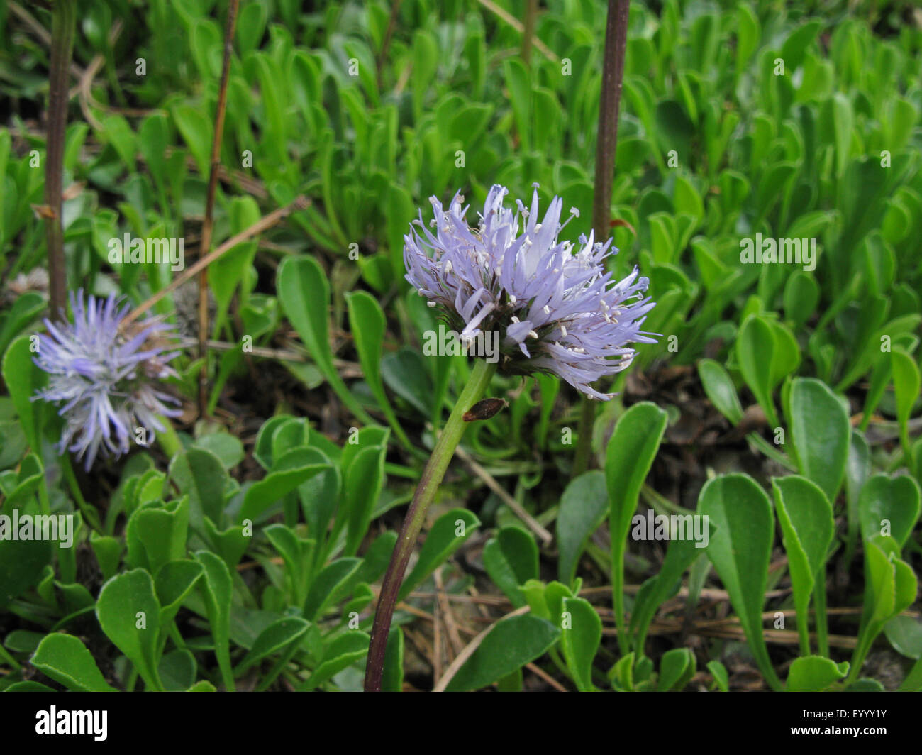 Globe daisy, Leather leaf owder puff, Powderpuff, Heart leaf globe ...
