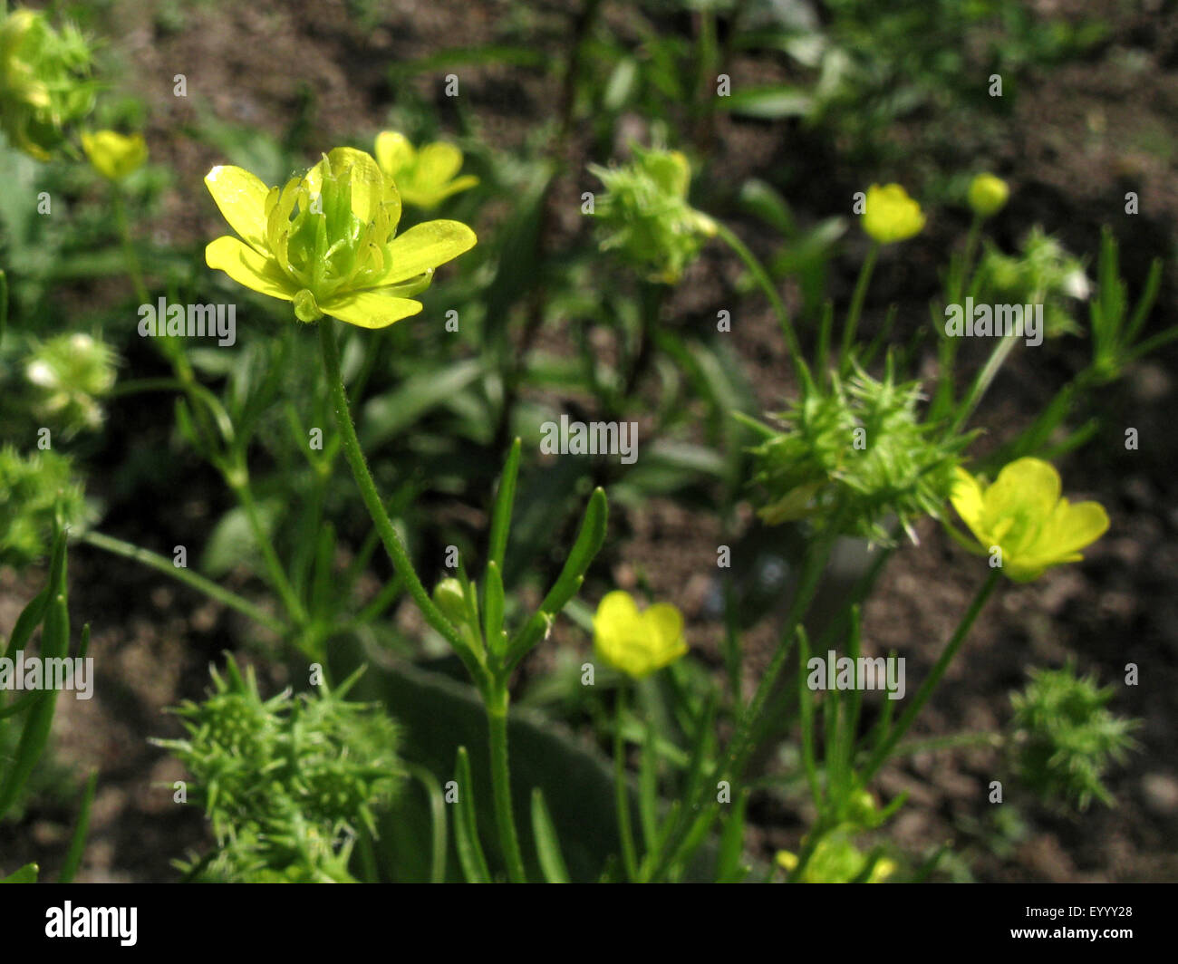 field buttercup, corn buttercup (Ranunculus arvensis), with flowers and ...