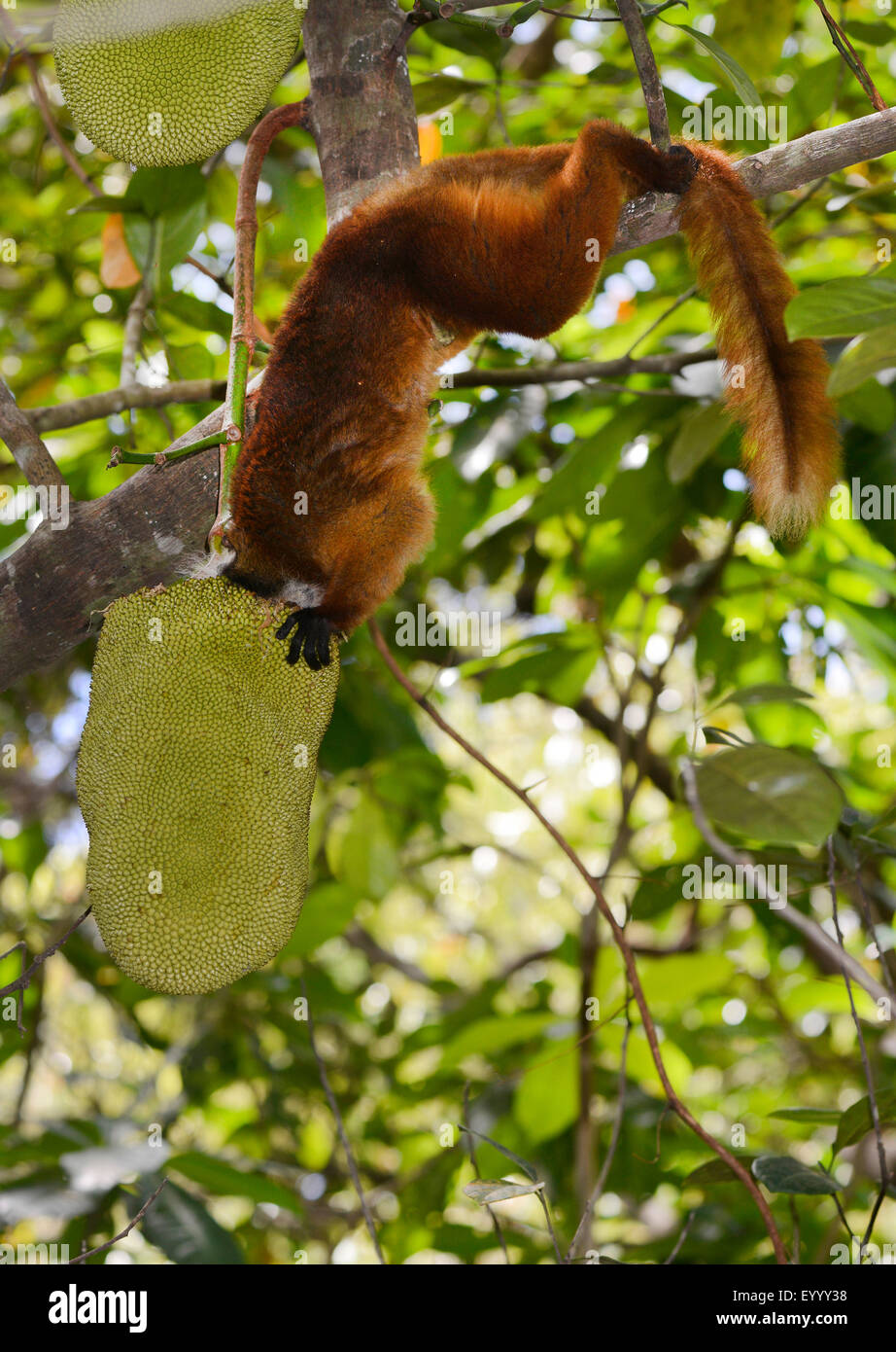 Maki macaco hi-res stock photography and images - Alamy