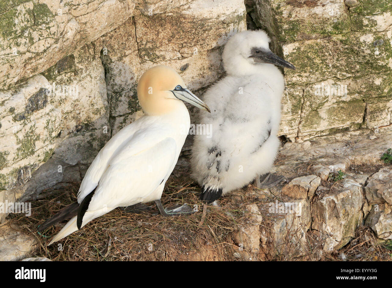 Adult Northern Gannet with well developed chick on their nest ledge at ...