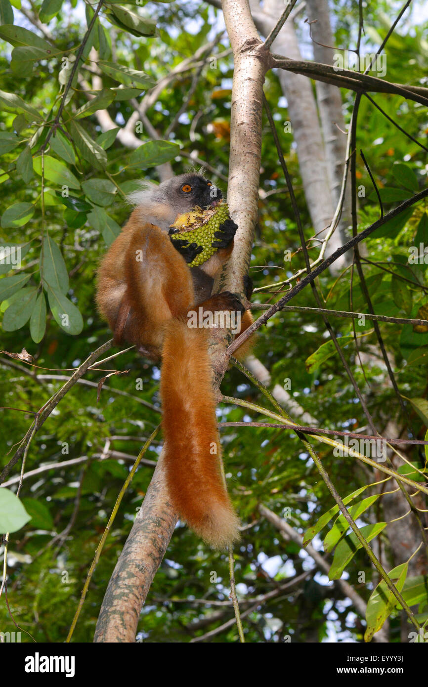 black lemur (Lemur macaco, Petterus macaco), female feeds on a ...