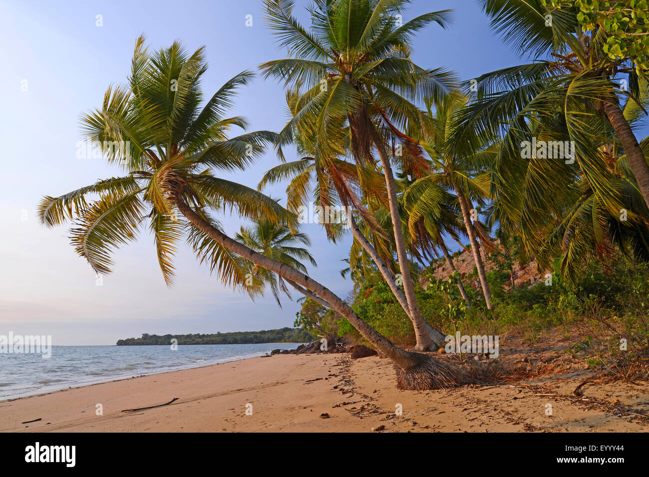 lonely palm beach on the island Nosy Faly, Madagascar, Nosy Faly, Isla ...