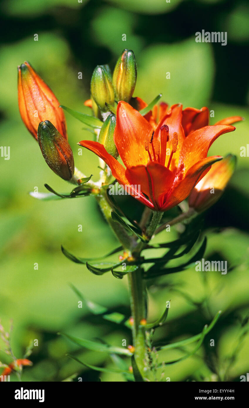 orange lily (Lilium bulbiferum), blooming, Germany Stock Photo - Alamy