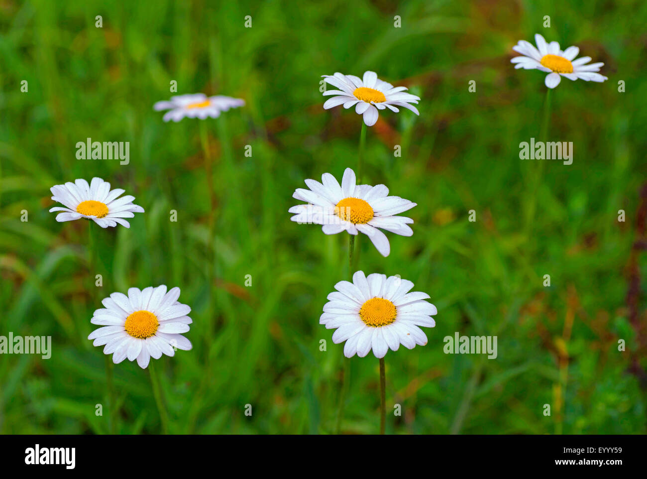 oxeye daisy, ox-eye daisy, white-weed, white daisy, dog daisy ...