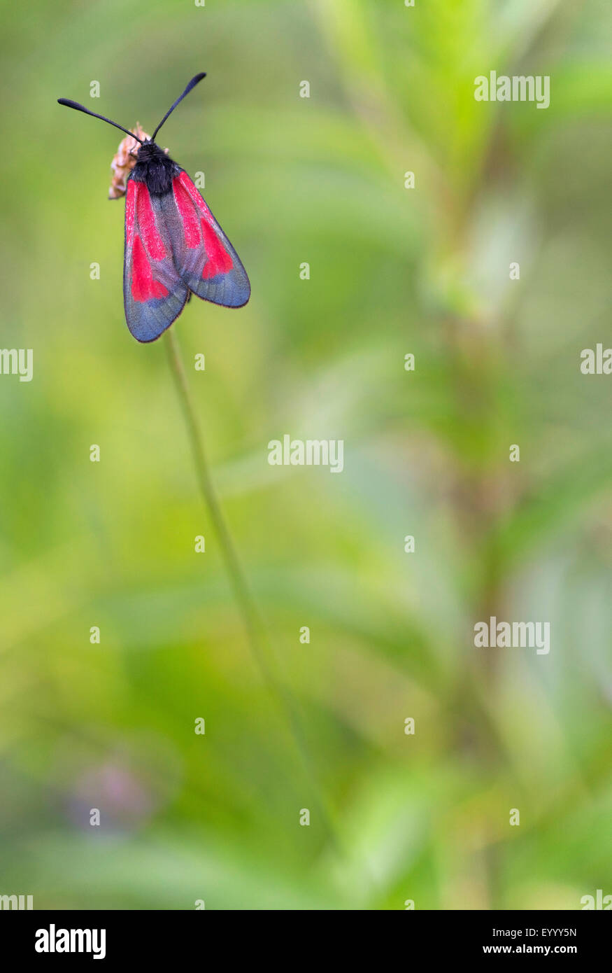 Insects with transparent wings hi-res stock photography and images - Alamy