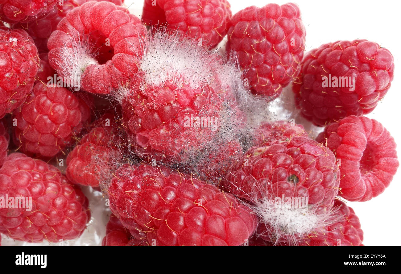 Moldy Raspberries