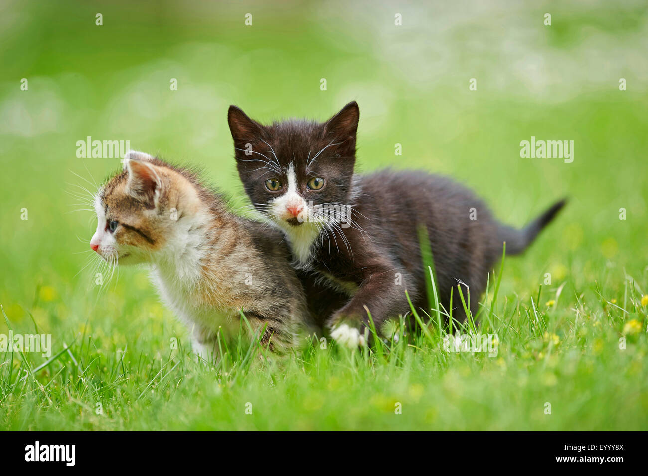 Two weeks old kitten hi-res stock photography and images - Alamy