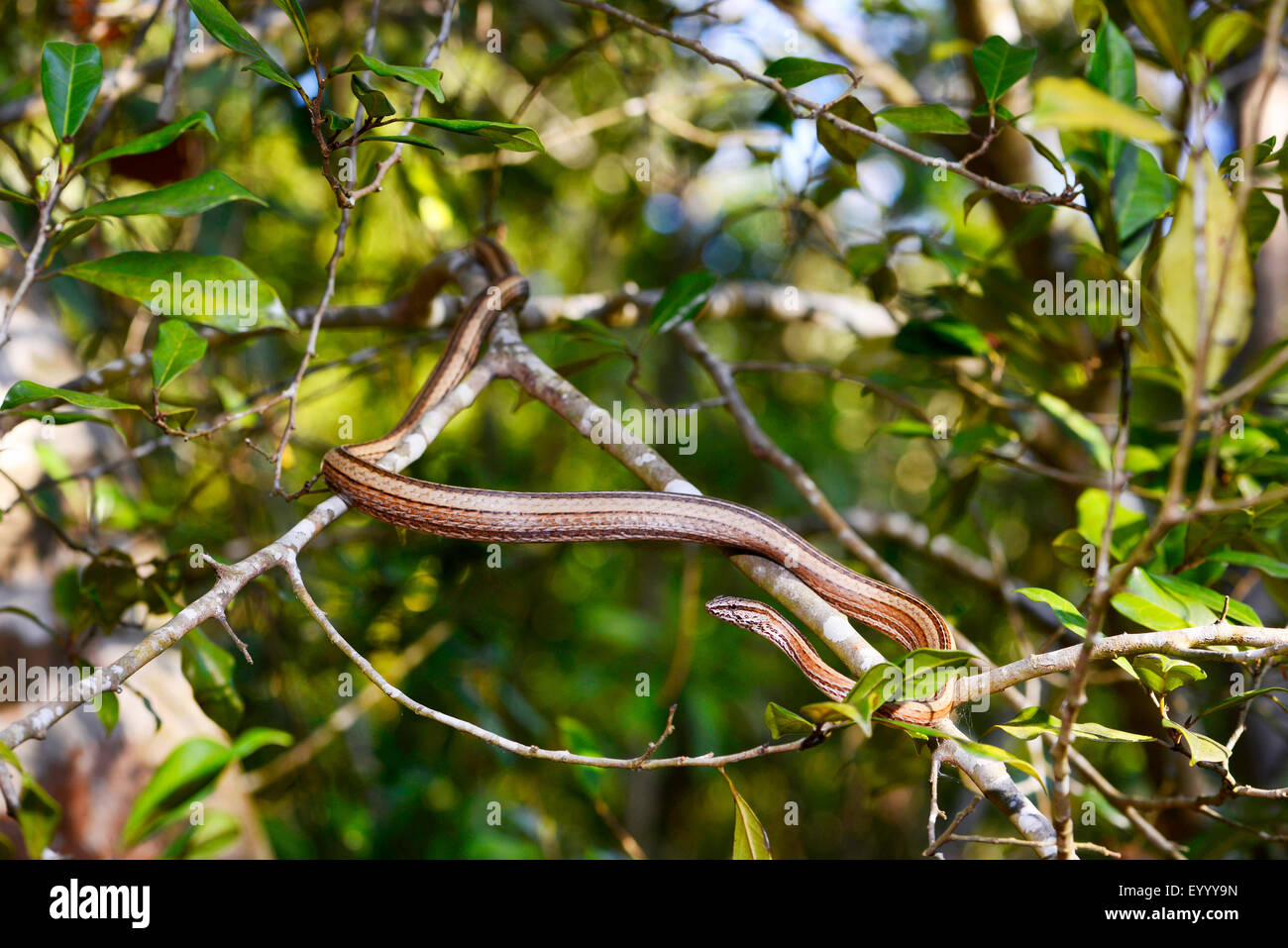 Madagascar's grass snake (Mimophis mahfalensis), climbs in a shrub ...