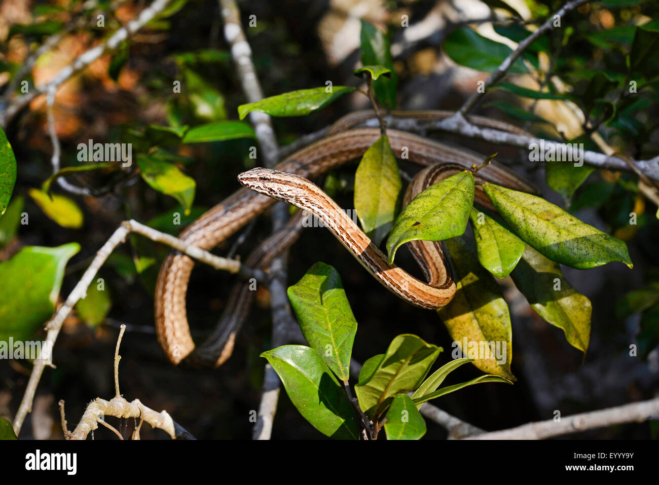 Madagascar's grass snake (Mimophis mahfalensis), climbs in a shrub ...
