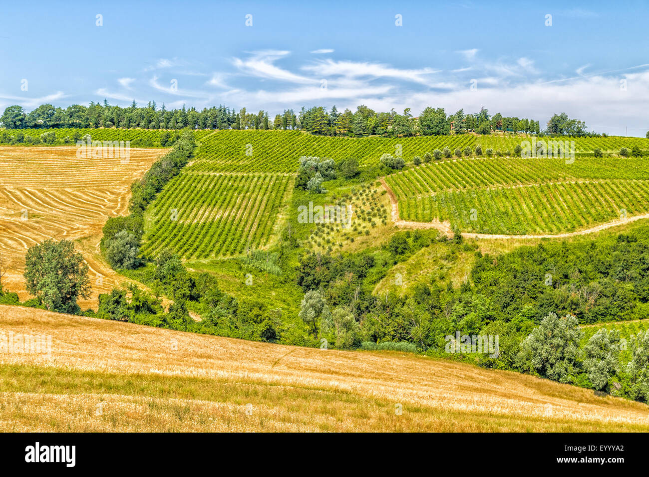 The vibrant colors of Agricultural cultivated fields in Italy during ...