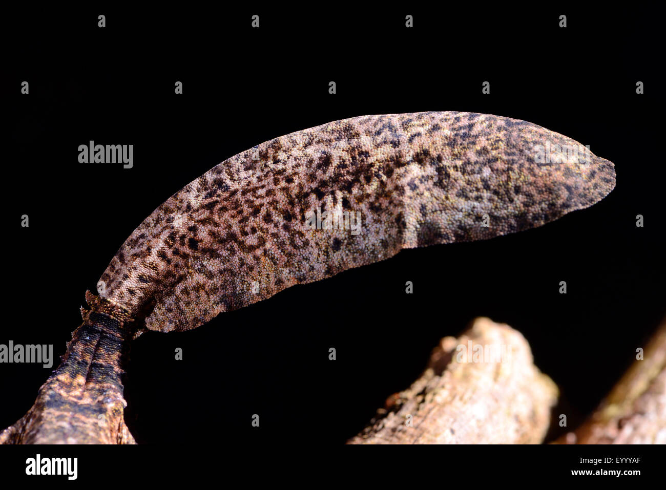 Henkels Leaf Tailed Gecko High Resolution Stock Photography and Images ...