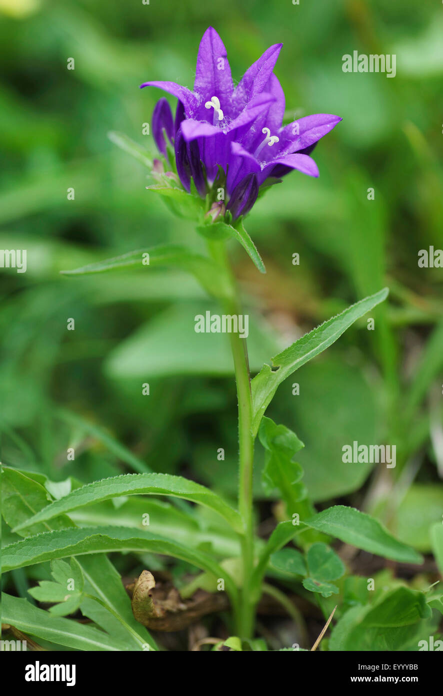 Clustered bellflower, Dane's-blood (Campanula glomerata), inflorescence ...
