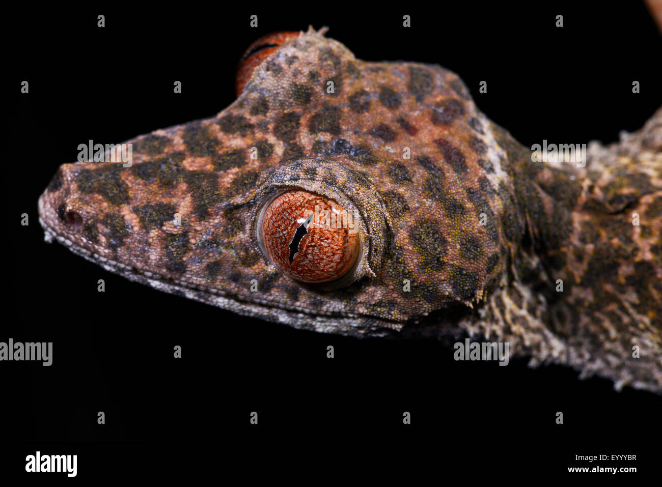 Henkel's Leaf-tailed Gecko (Uroplatus henkeli), portrait, Madagascar ...