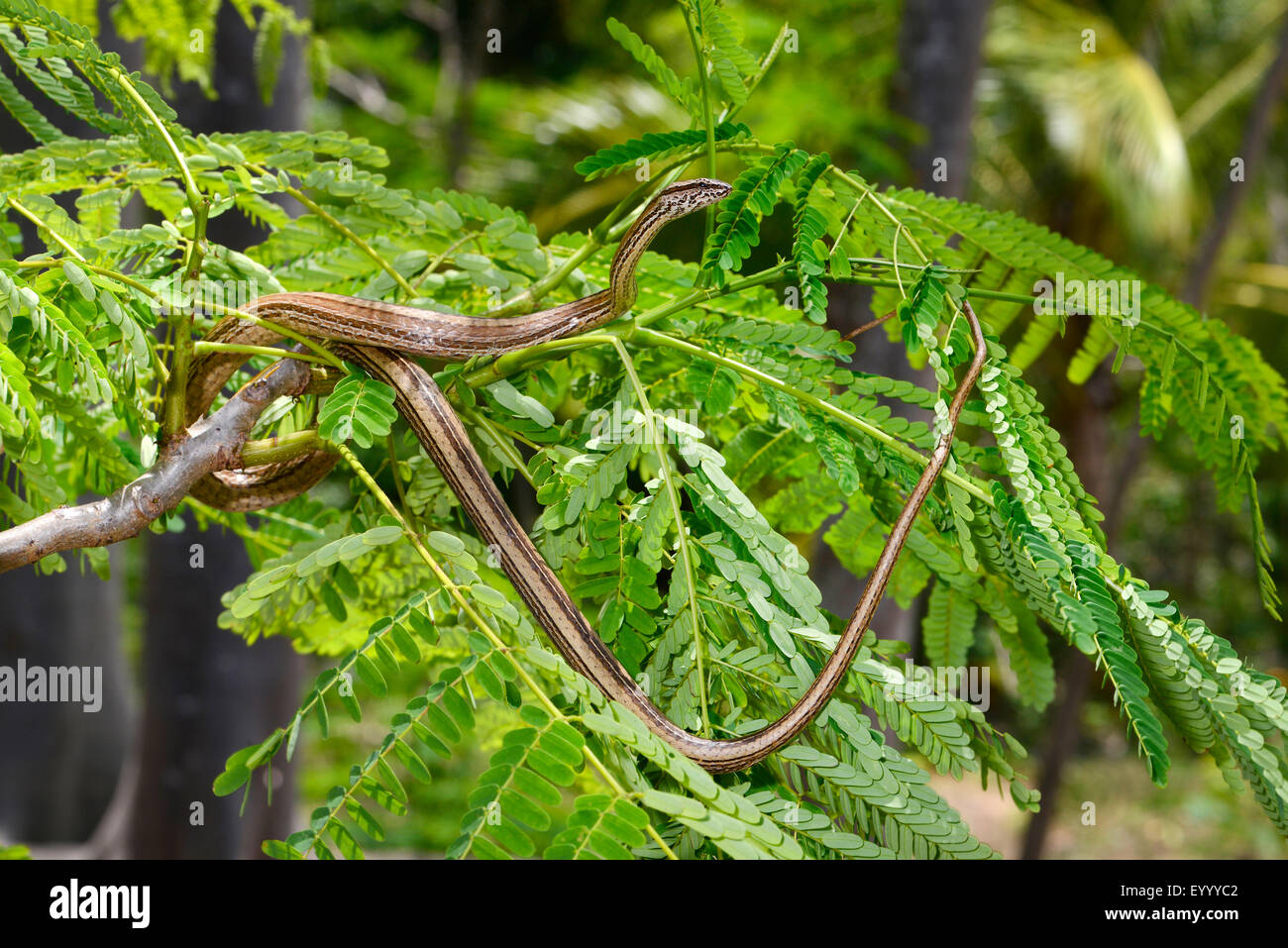 Madagascar's grass snake (Mimophis mahfalensis), climbs in a shrub ...