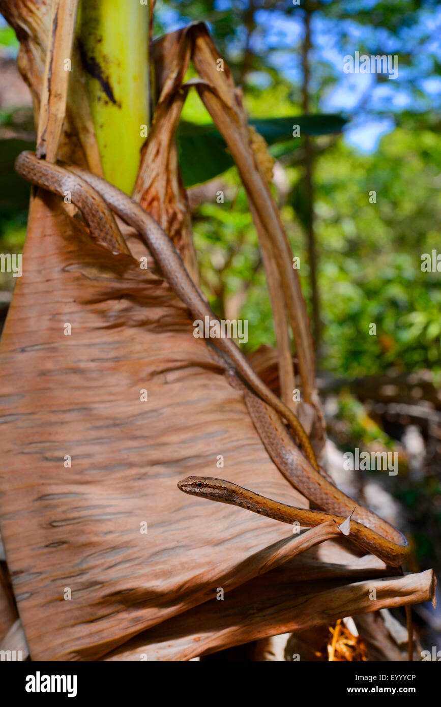 Madagascar's grass snake (Mimophis mahfalensis), on a withered banana ...