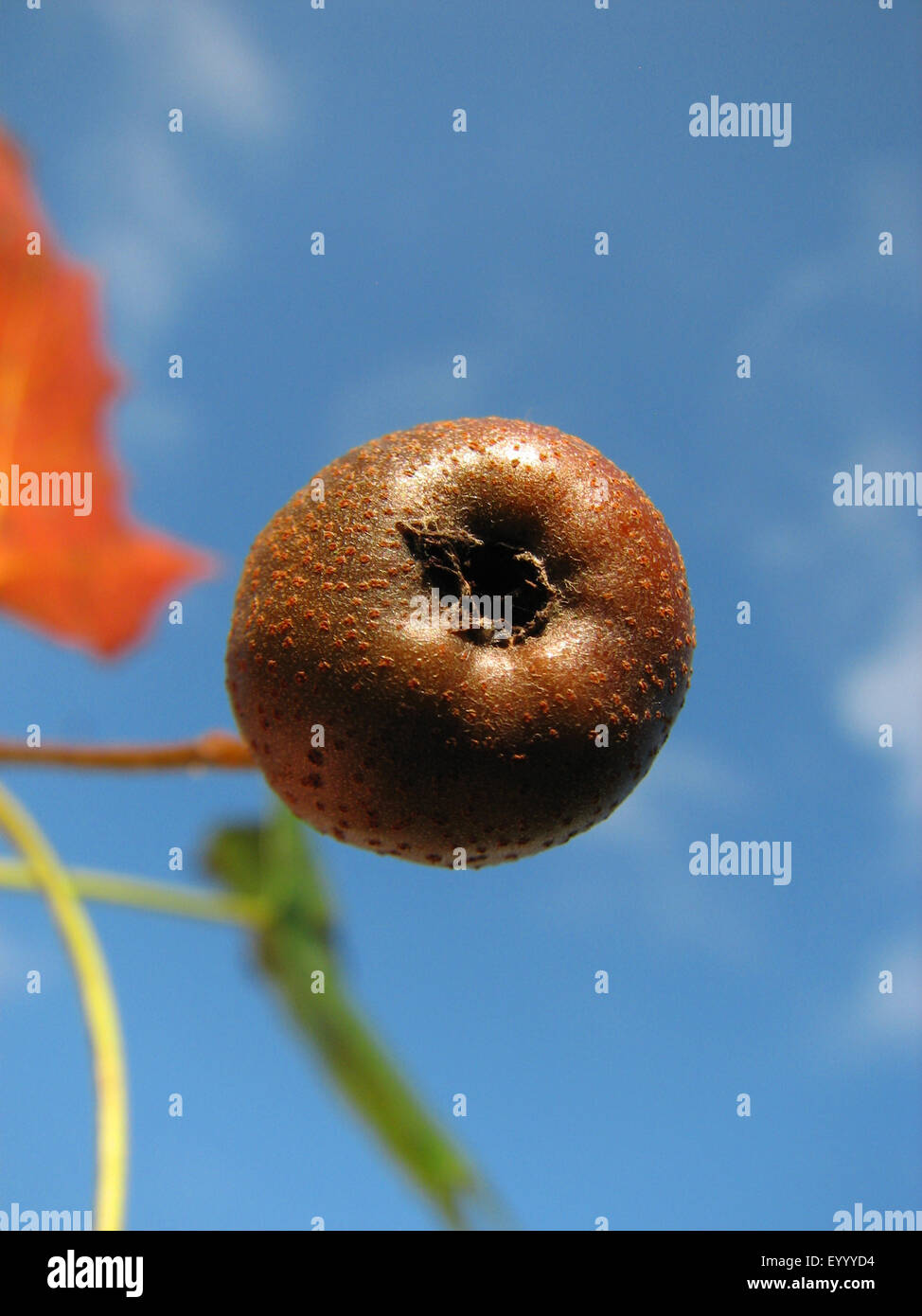 wild service tree (Sorbus torminalis), fruit, Germany Stock Photo - Alamy