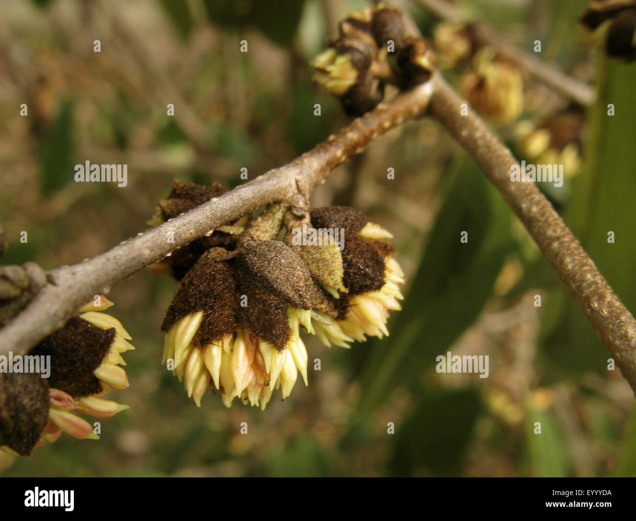 Chinese Fighazel (Sycopsis sinensis), blooming Stock Photo - Alamy