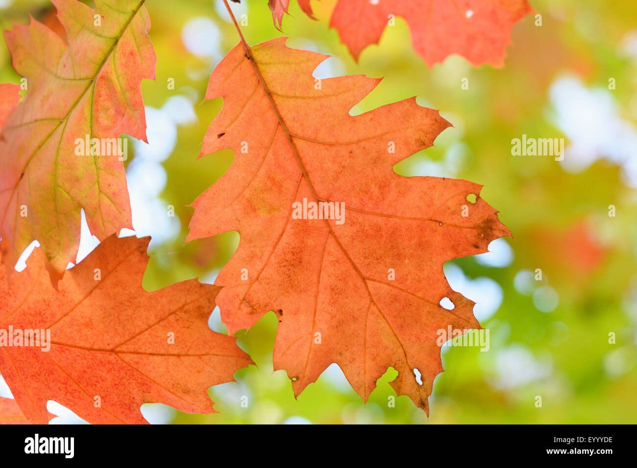 Northern red oak leaf hi-res stock photography and images - Alamy