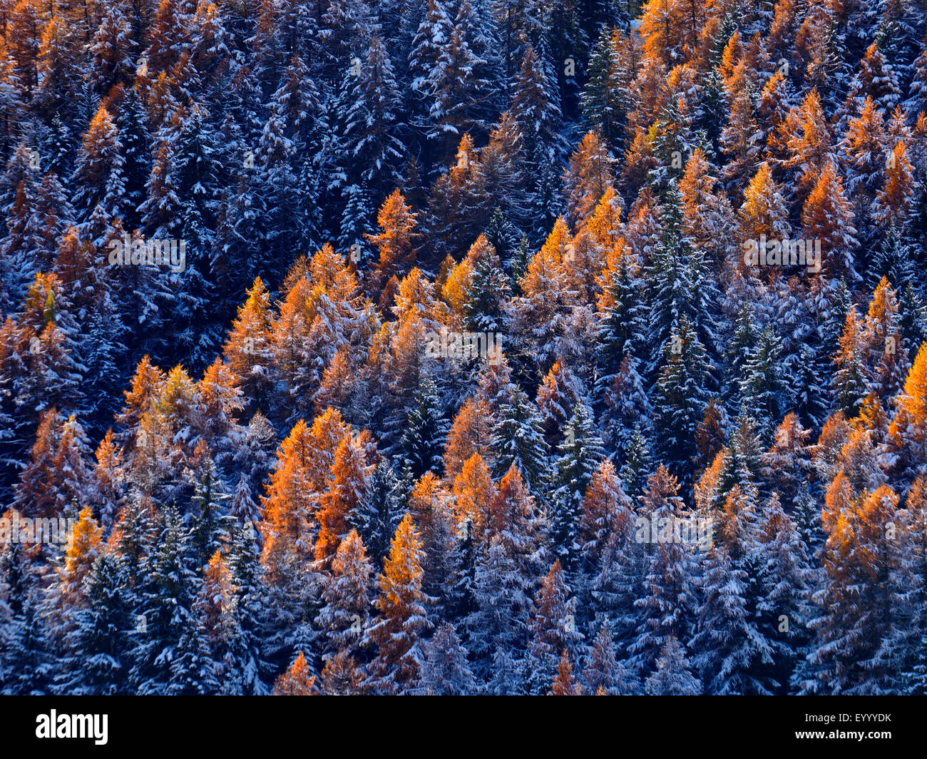 common larch, European larch (Larix decidua, Larix europaea), conifer ...
